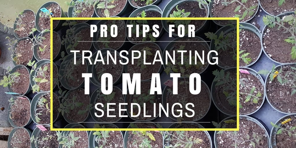 Pro Tips For Transplanting Tomato Seedlings - You Should Grow Pro Tips For Transplanting Tomato Seedlings - You Should Grow
