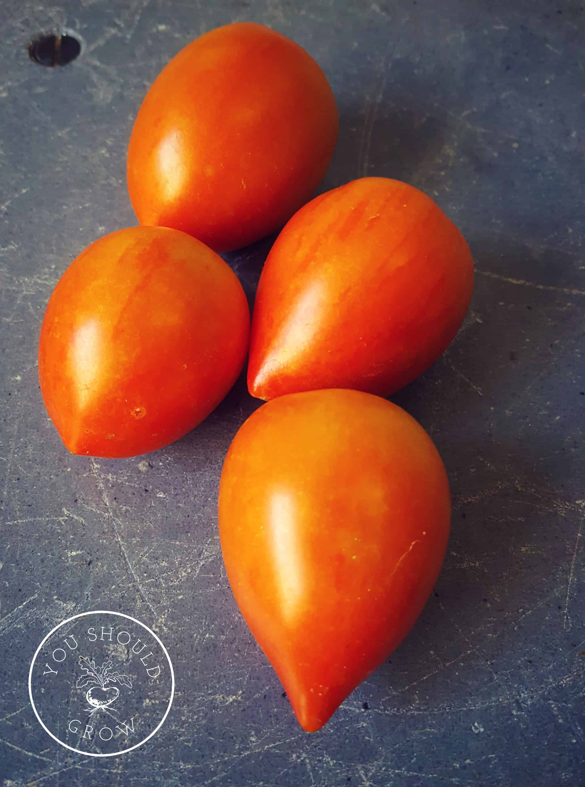 Garden Gem Tomato: A Tomato Geek's Review - You Should Grow