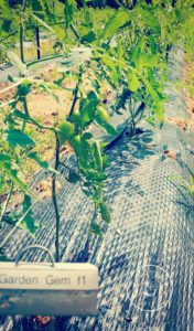 Garden Gem Tomato: A Tomato Geek's Review - You Should Grow