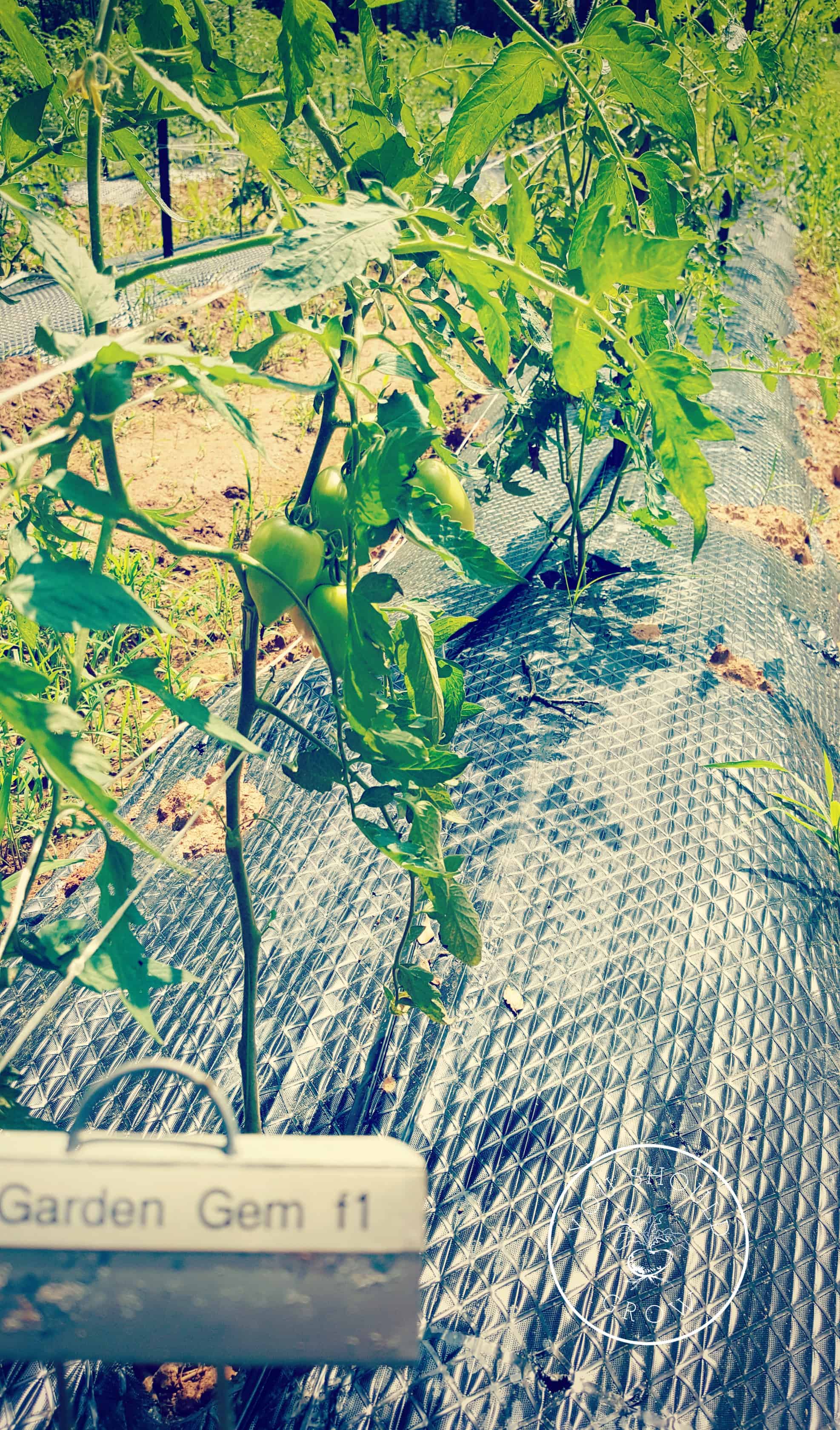 Garden Gem Tomato: A Tomato Geek's Review - You Should Grow