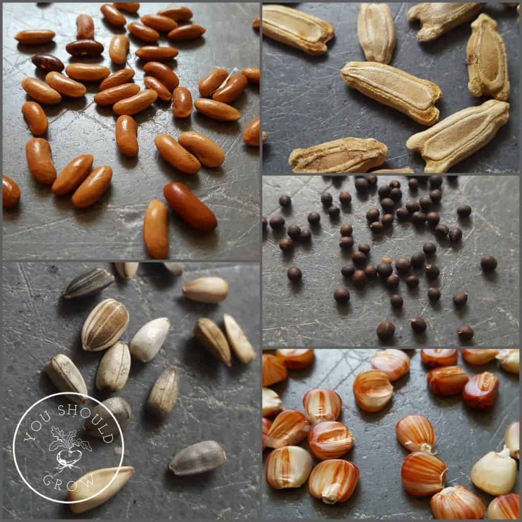 Gardening In Red Clay Soil? You're Better Off Than You Think - You ...