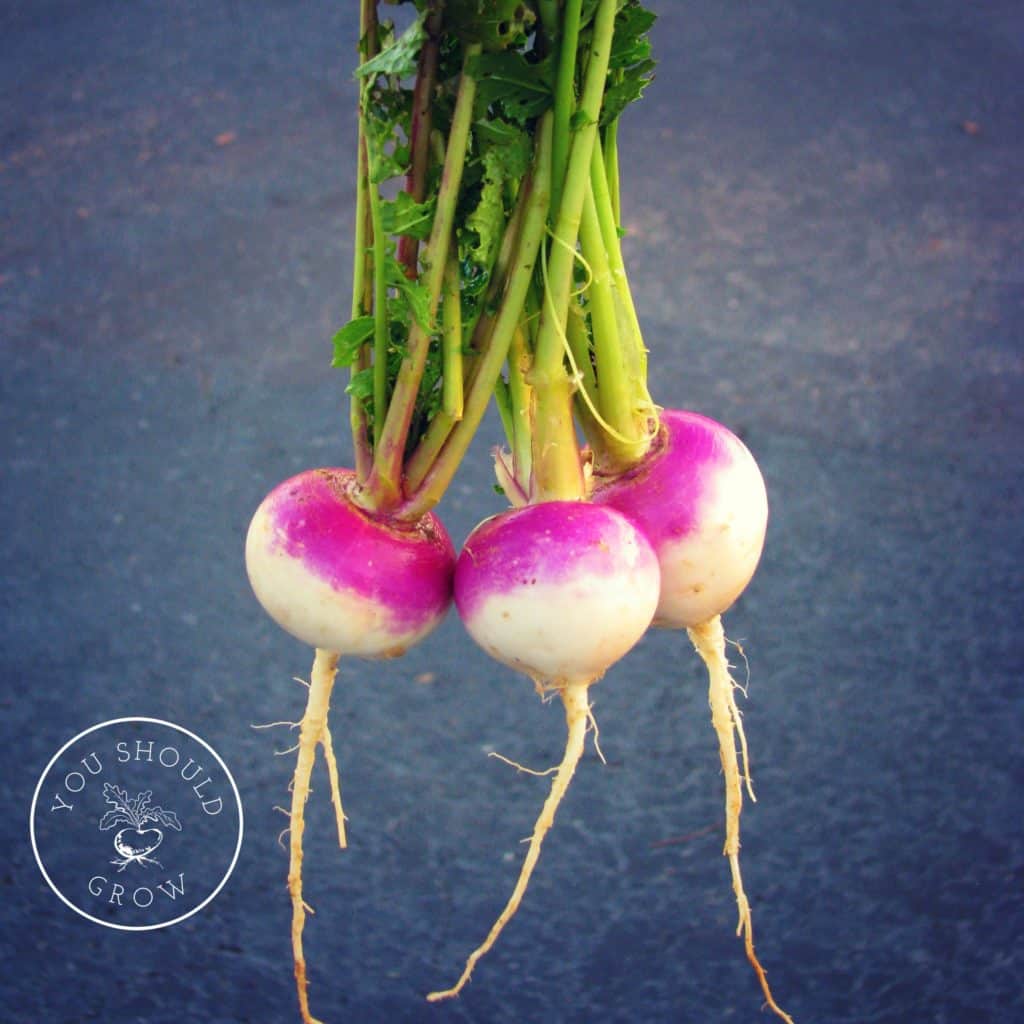 Three Tricks To Growing Perfect Beets - You Should Grow