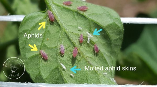 How To Get Rid Of Aphids On Tomatoes - You Should Grow