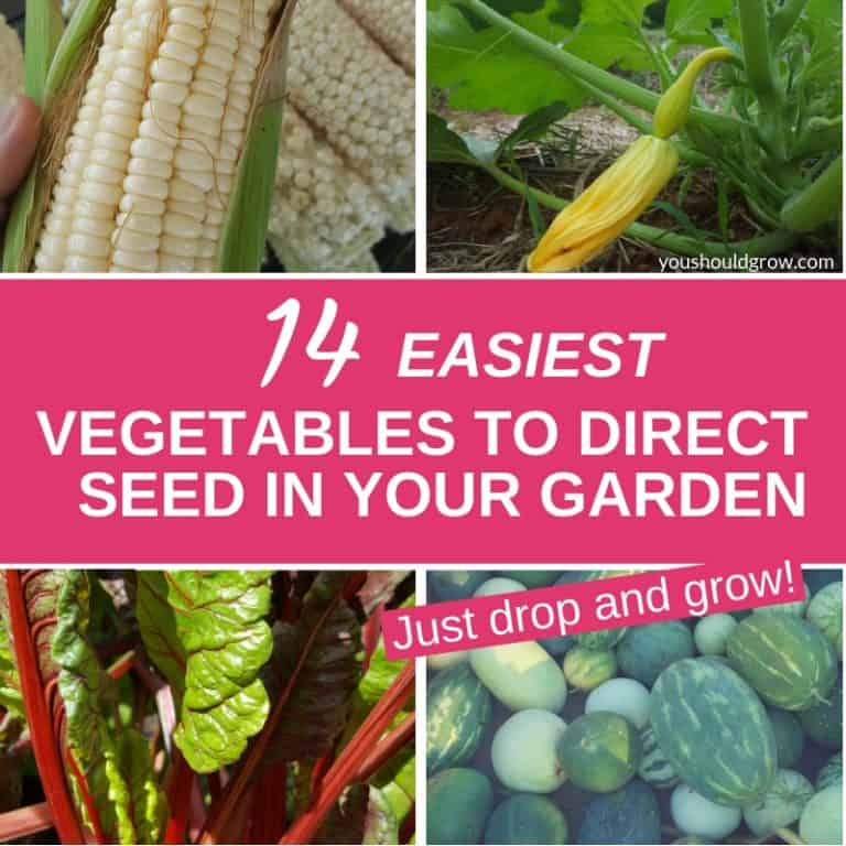 5 Fast Sprouting Seeds To Grow (For Kids + Beginners) - You Should Grow