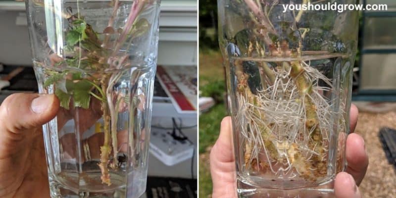 Everything You Need to Know About Rooting Hormone - You Should Grow