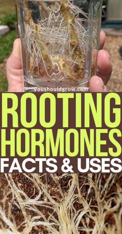 Everything You Need to Know About Rooting Hormone - You Should Grow