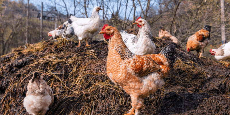 How To Safely Use Animal Manure For Fertilizer - You Should Grow