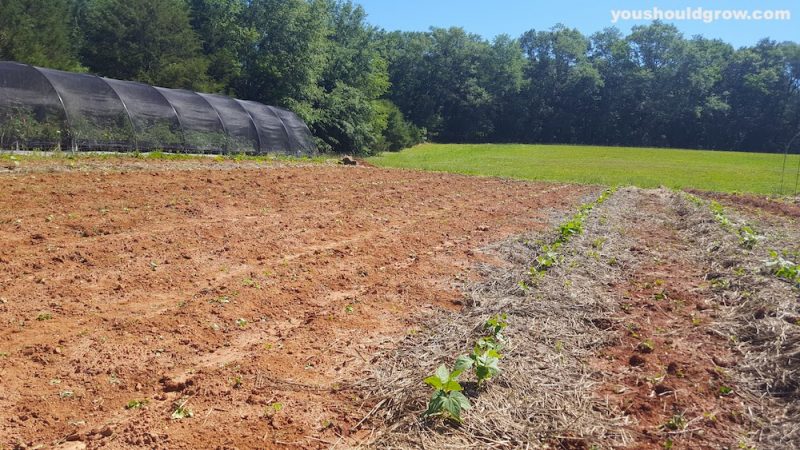 Gardening In Red Clay Soil? You're Better Off Than You Think - You ...