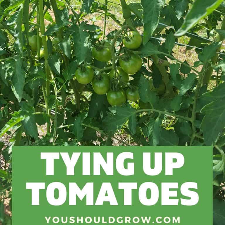 Garden Gem Tomato: A Tomato Geek's Review - You Should Grow