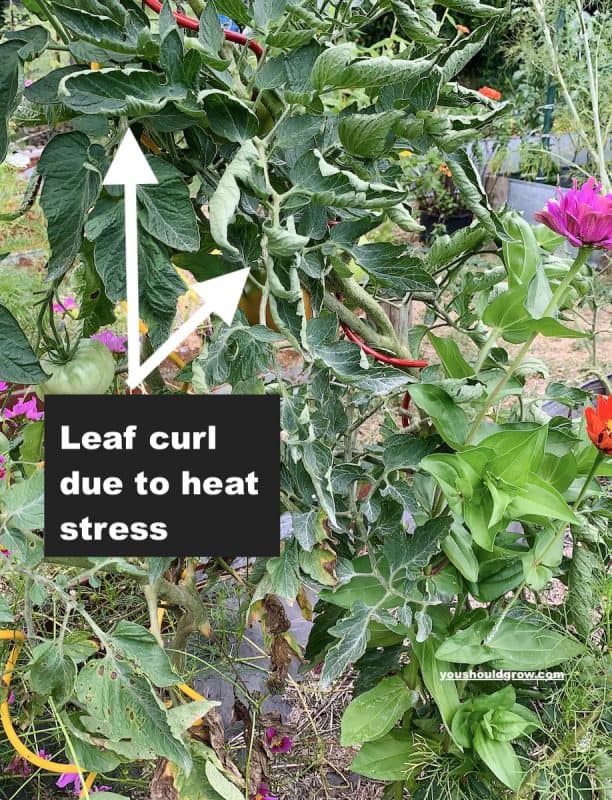 How The Summer Heat Affects Your Tomato Plants You Should Grow