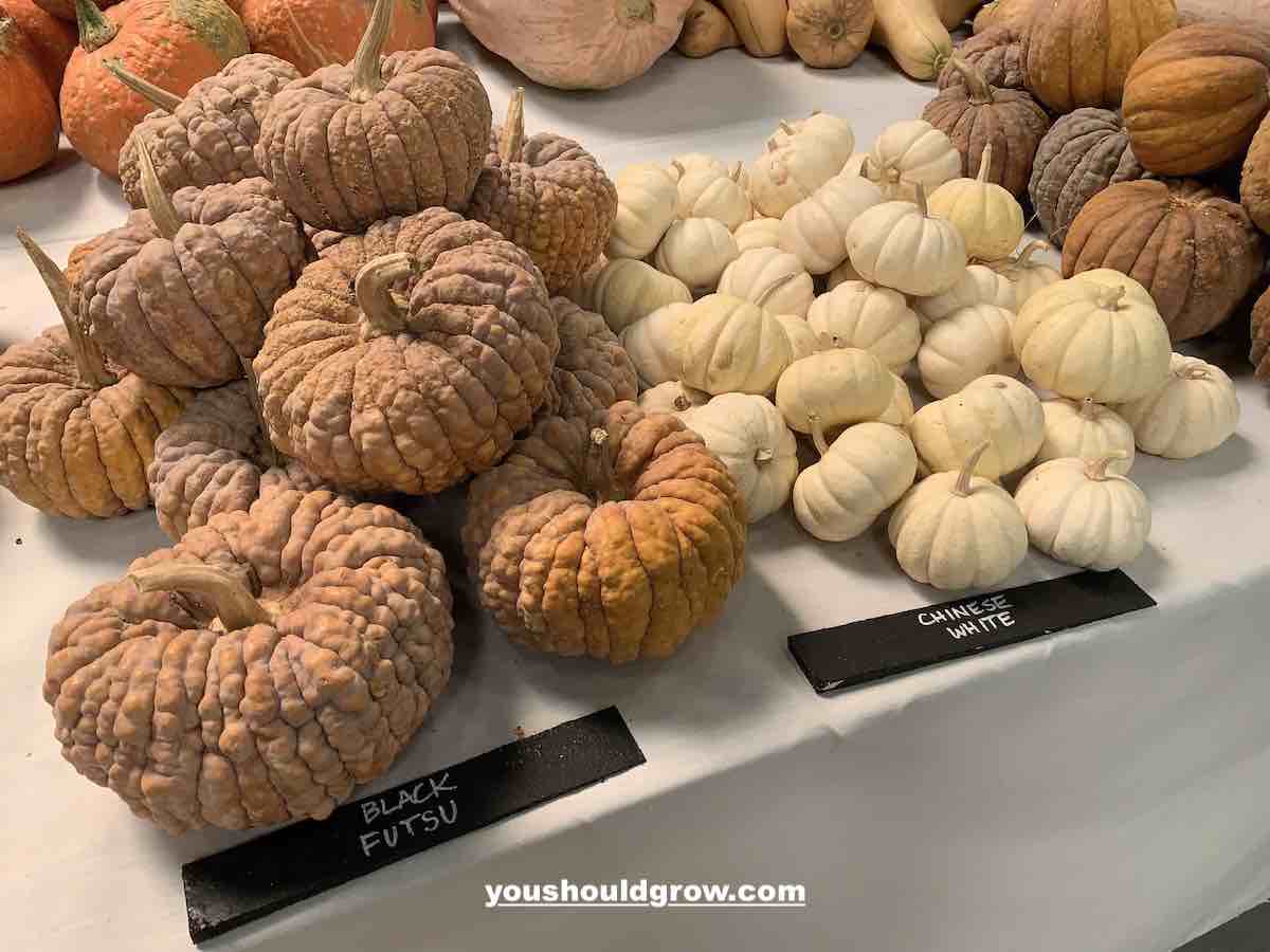 12 Funky Pumpkin Varieties You'll Love - You Should Grow