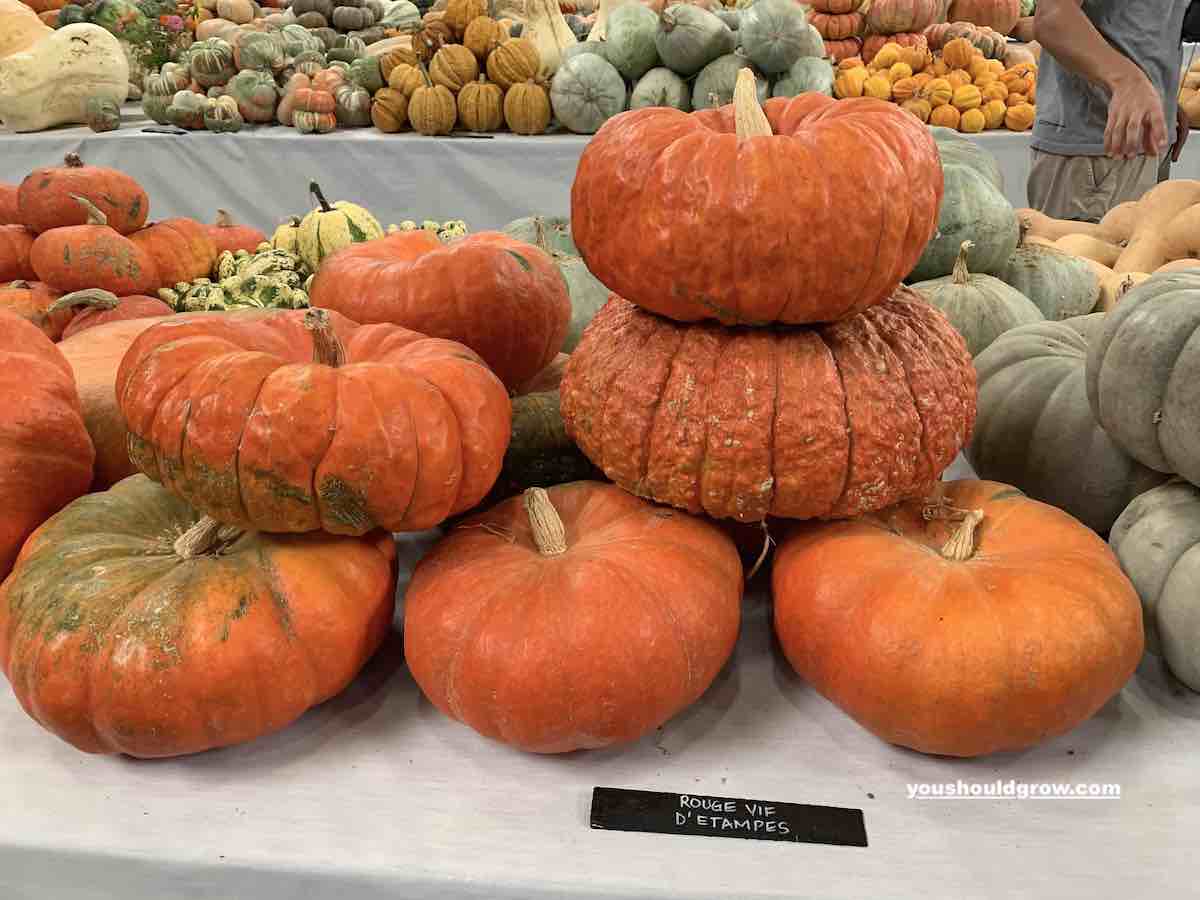 12 Funky Pumpkin Varieties You'll Love - You Should Grow
