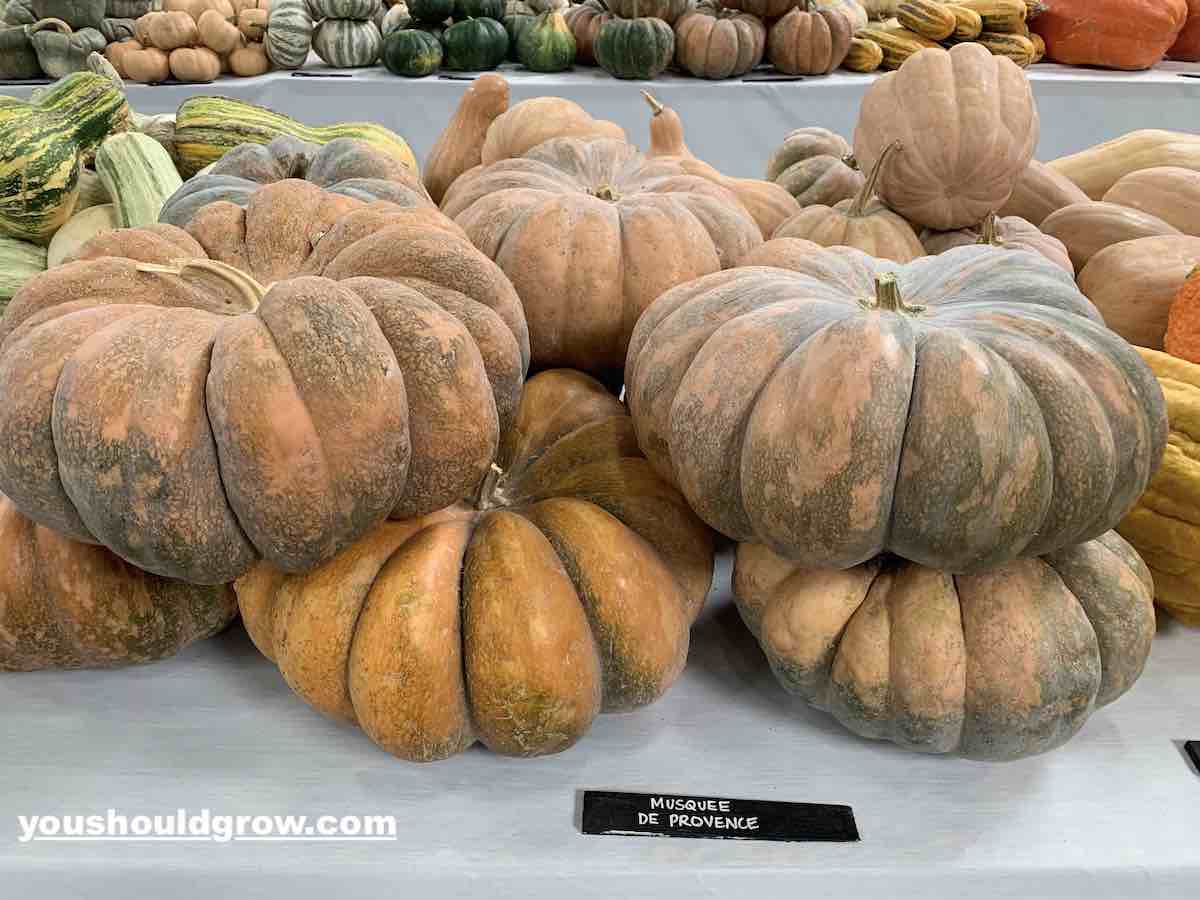 12 Funky Pumpkin Varieties You'll Love - You Should Grow