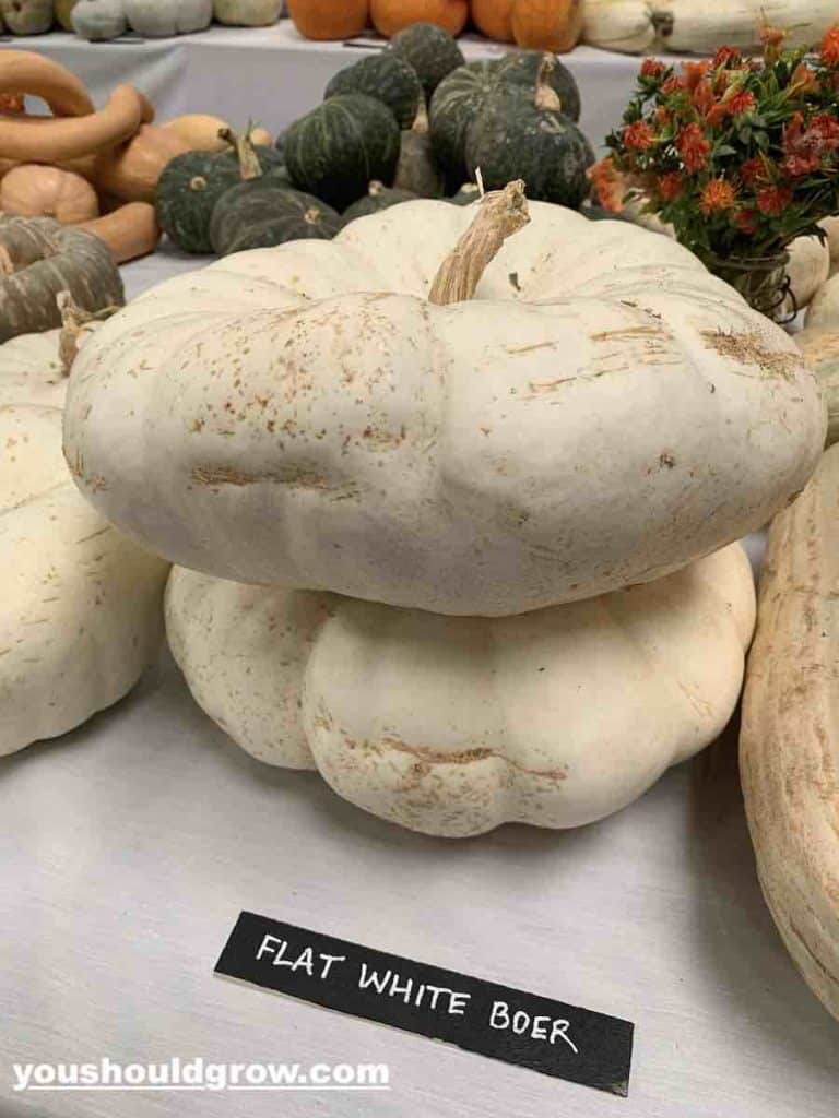 12 Funky Pumpkin Varieties You'll Love - You Should Grow