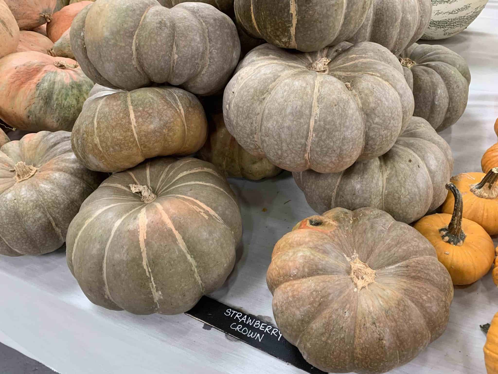 12 Funky Pumpkin Varieties You'll Love - You Should Grow