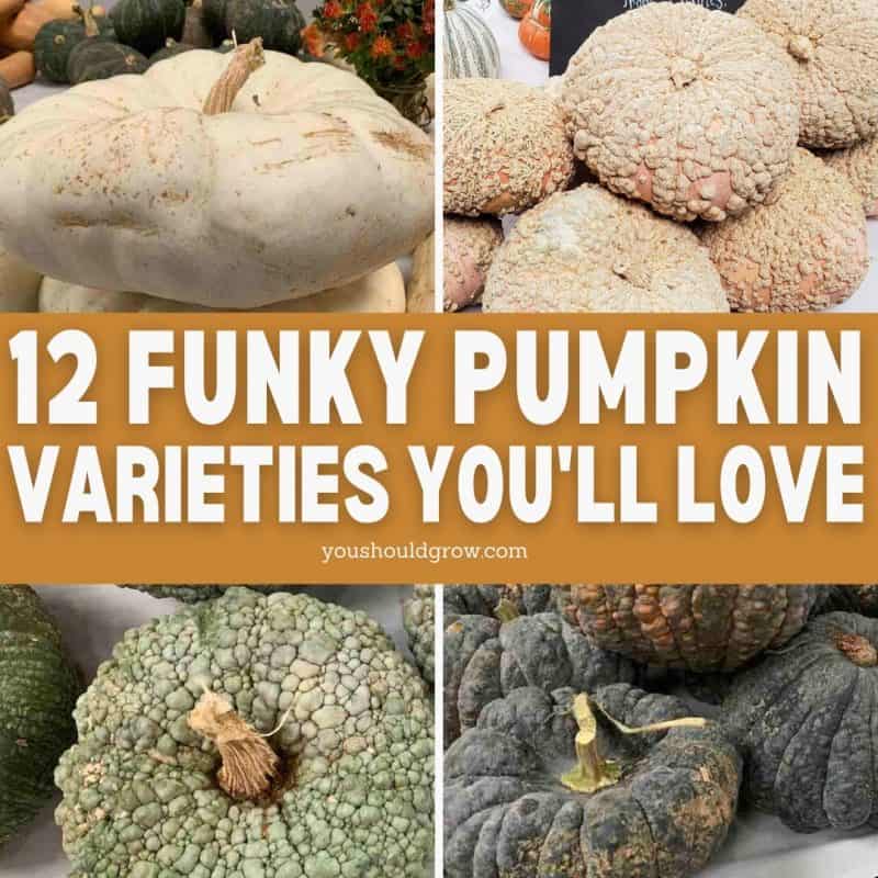 30 Great Pumpkin Game Ideas For Kids' Parties - You Should Grow