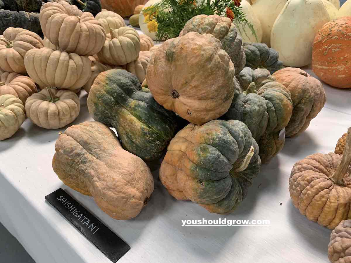 12 Funky Pumpkin Varieties You'll Love - You Should Grow