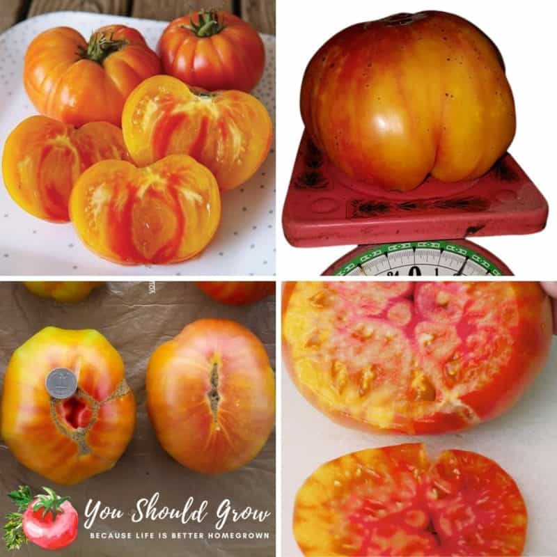Reasons Your Tomato Plant Flowers But Has No Tomatoes - You Should Grow