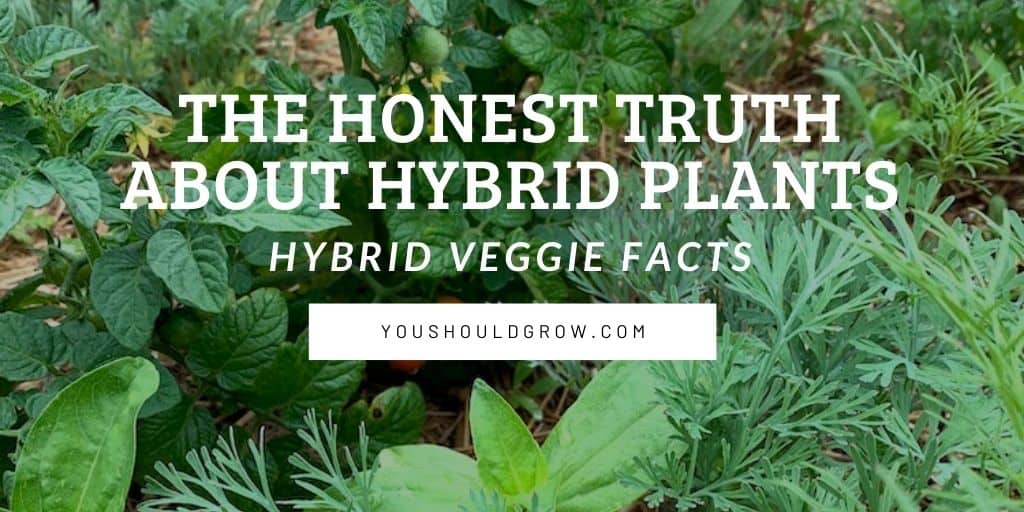Are Hybrid Plants Genetically Modified Hybrids And GMO Seeds