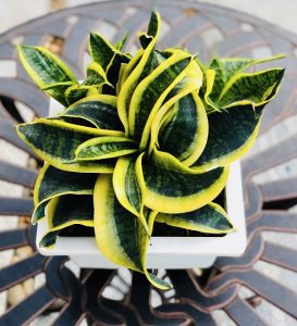 10 Unique Snake Plant Varieties You'll Want To Grow - You Should Grow