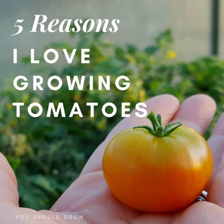 5 Fast Sprouting Seeds To Grow (For Kids + Beginners) - You Should Grow