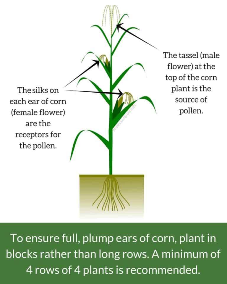 Growing Corn For The Sweetest, Plumpest Ears - You Should Grow