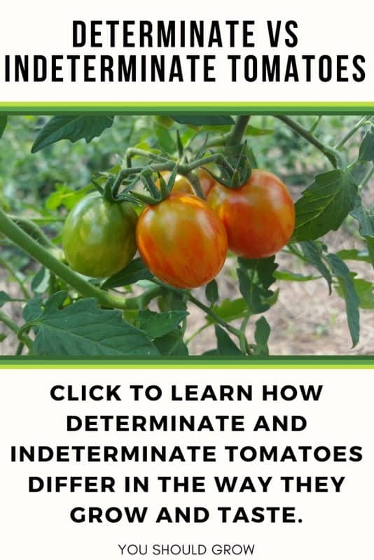 How To Care For Determinate Vs Indeterminate Tomatoes You Should Grow