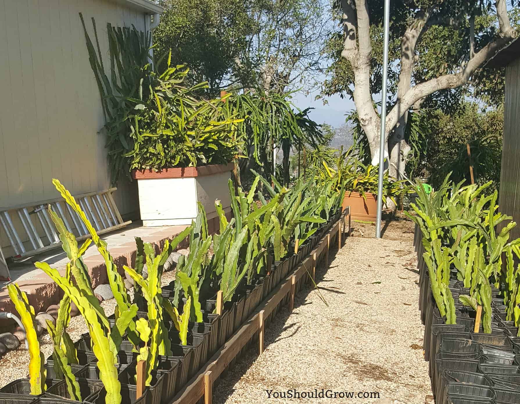How To Grow Dragon Fruit At Home - You Should Grow