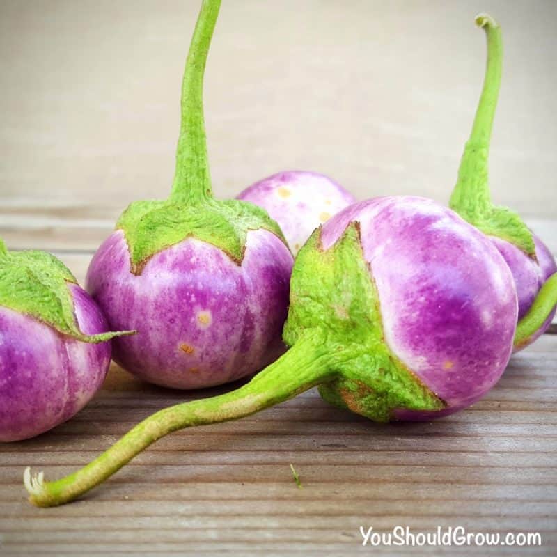 5 Tiny Veggies You Should Grow - You Should Grow