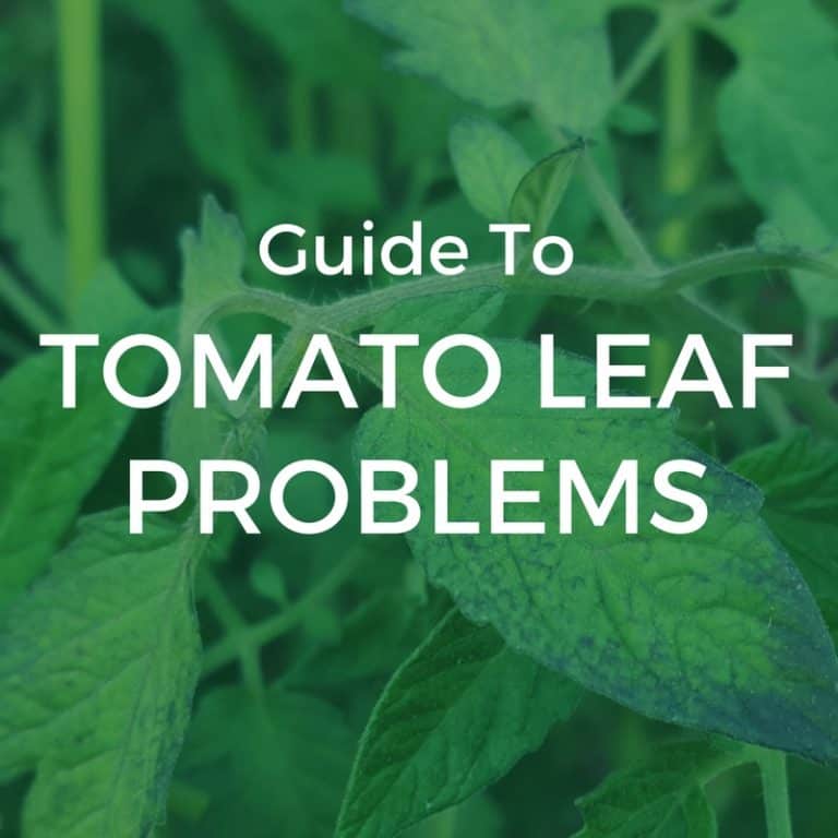 Reasons Your Tomato Plant Flowers But Has No Tomatoes - You Should Grow