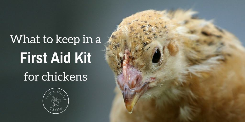 How To Make A Chicken First Aid Kit - You Should Grow
