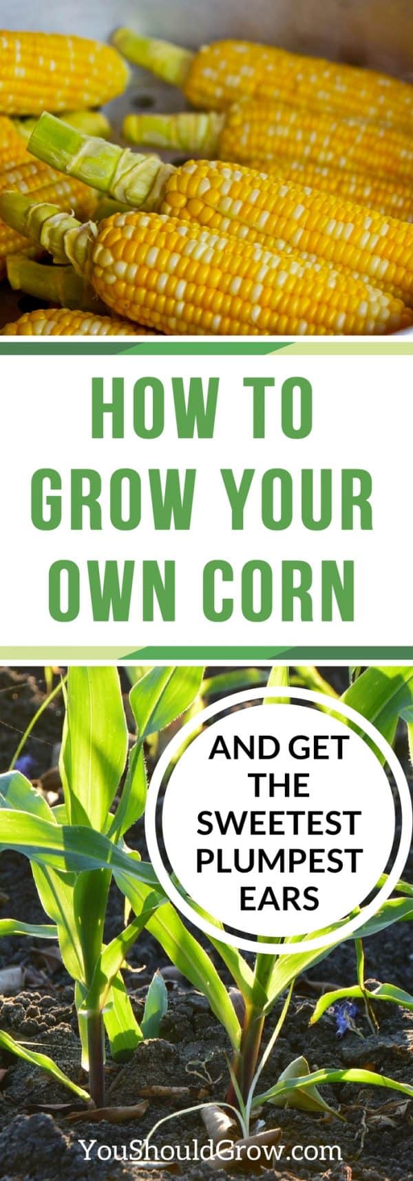 Growing Corn For The Sweetest, Plumpest Ears - You Should Grow