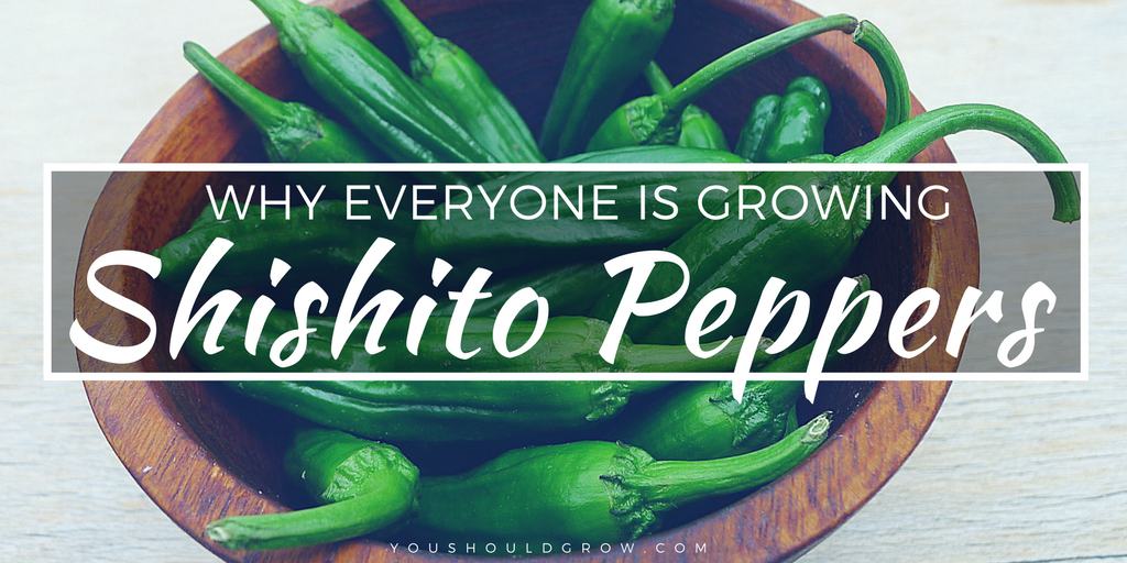 Why Everyone Is Growing Shishito Peppers In 2018 - You Should Grow