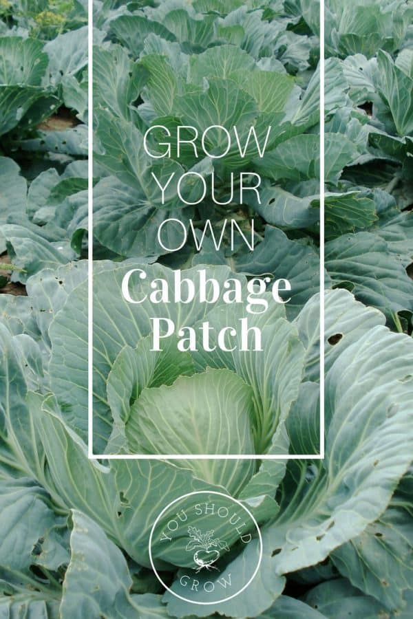 Grow Your Own Cabbage Patch - You Should Grow