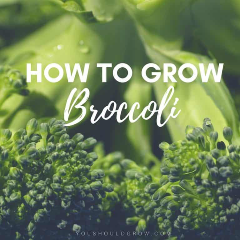 5 Fast Sprouting Seeds To Grow (For Kids + Beginners) - You Should Grow