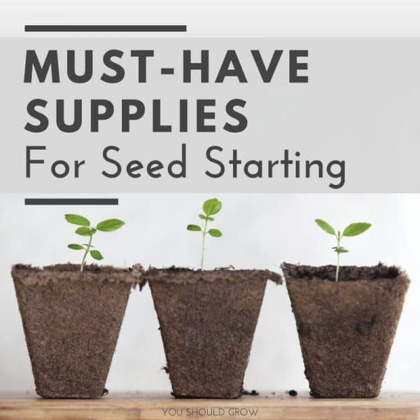 5 Fast Sprouting Seeds To Grow (For Kids + Beginners) - You Should Grow