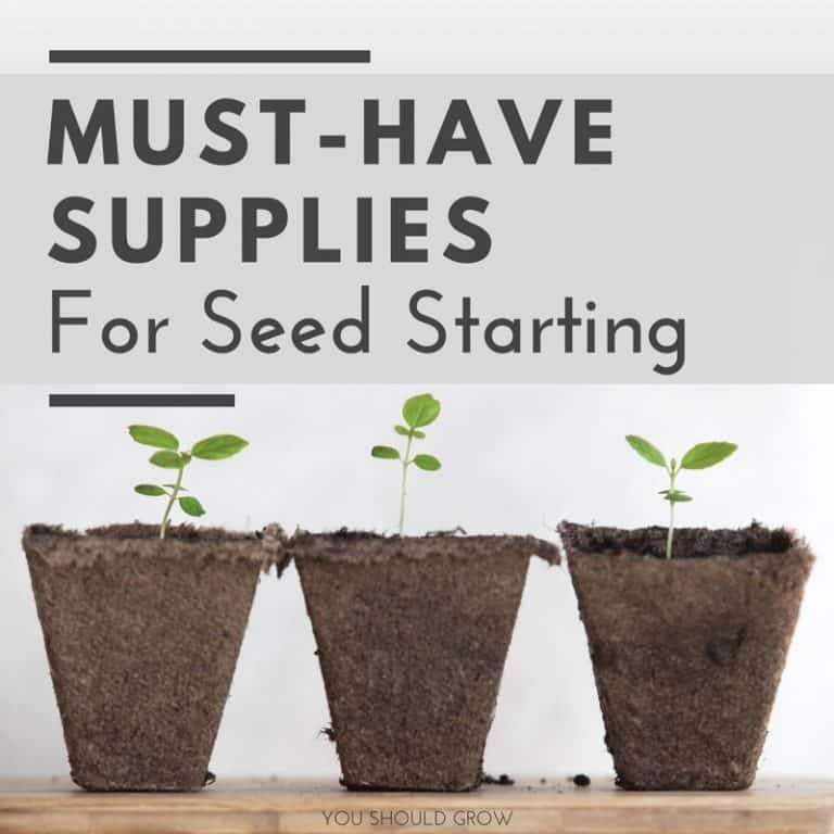 5 Fast Sprouting Seeds To Grow (For Kids + Beginners) - You Should Grow