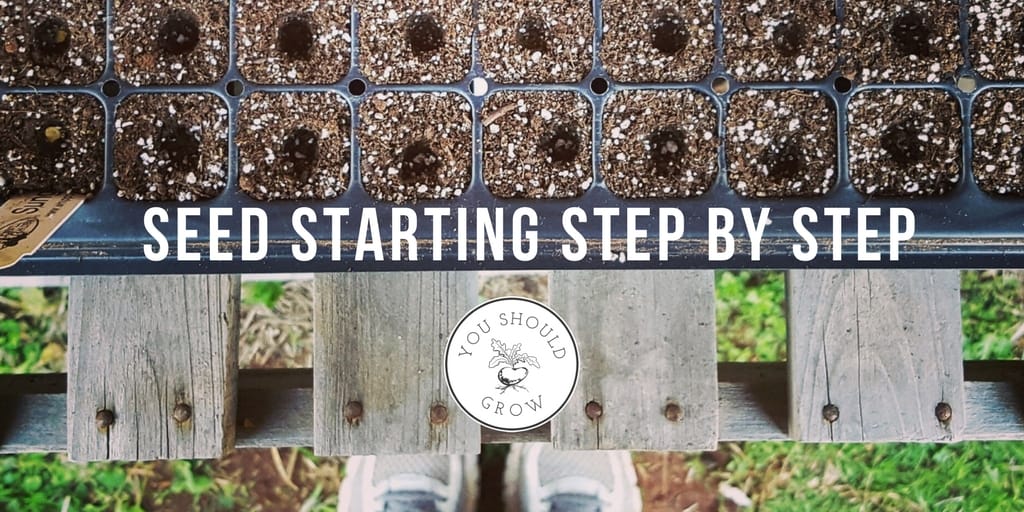 Starting Your Vegetable Garden: The Best Way To Germinate Seeds - You ...