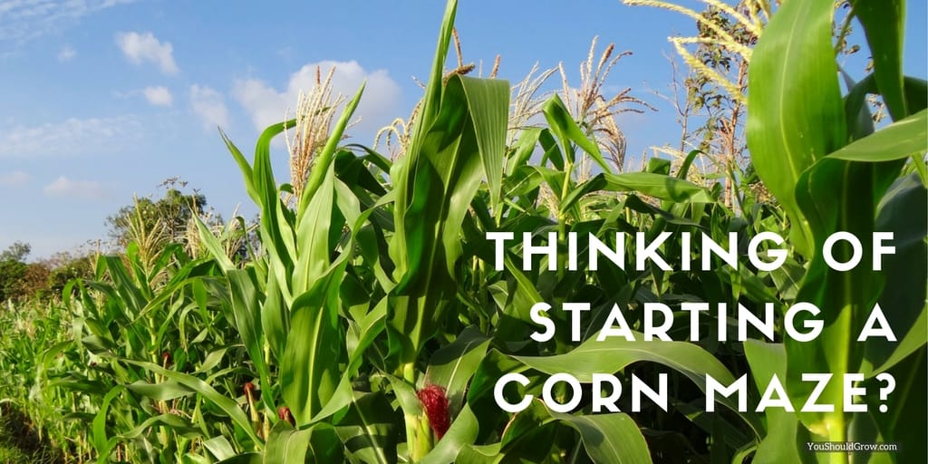 Thinking Of Starting A Corn Maze? Read This First - You Should Grow